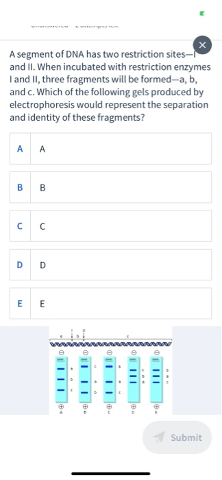 Solved A segment of DNA has two restriction sites-1 and II. | Chegg.com