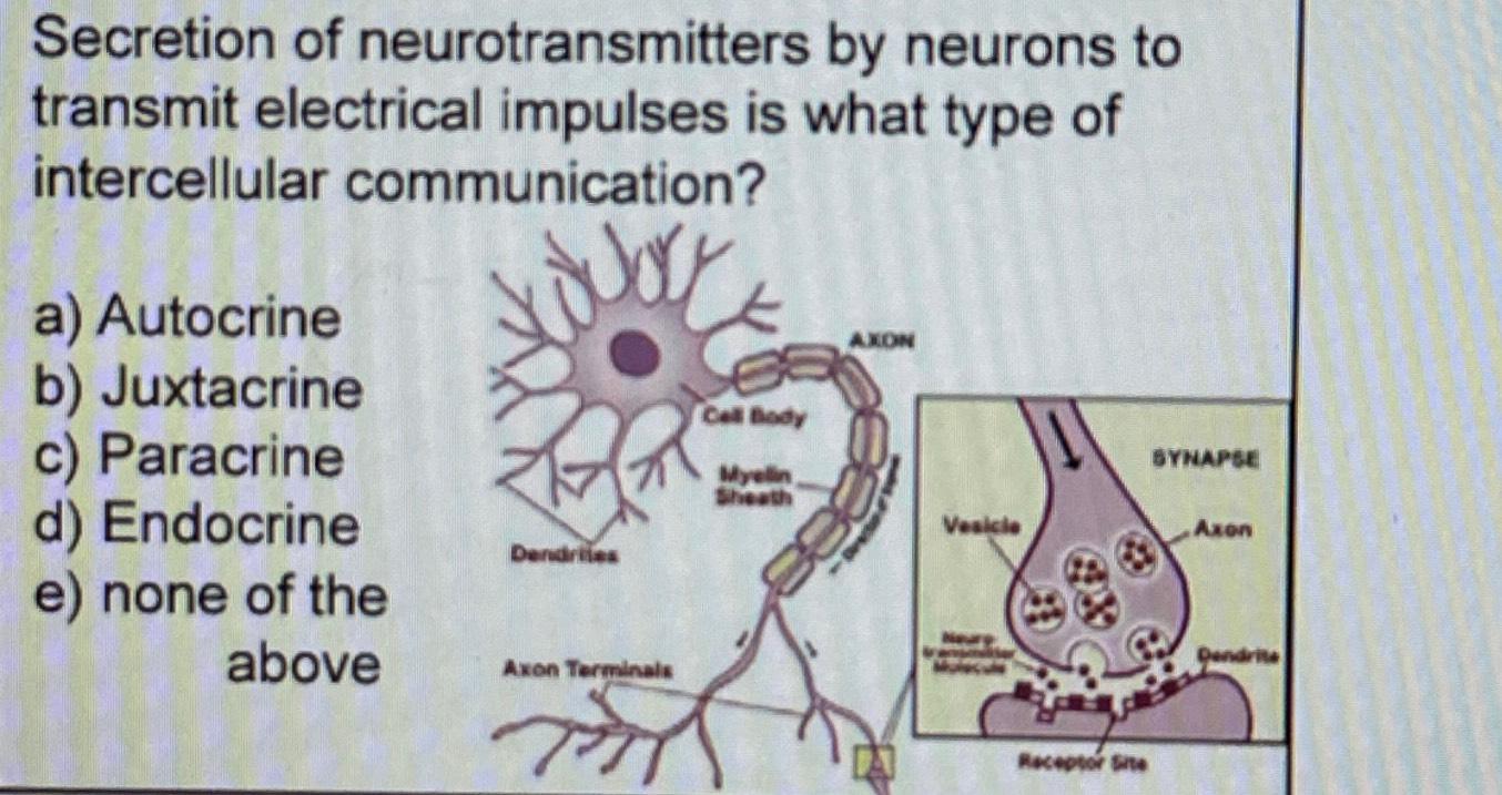 Solved Secretion of neurotransmitters by neurons to transmit | Chegg.com