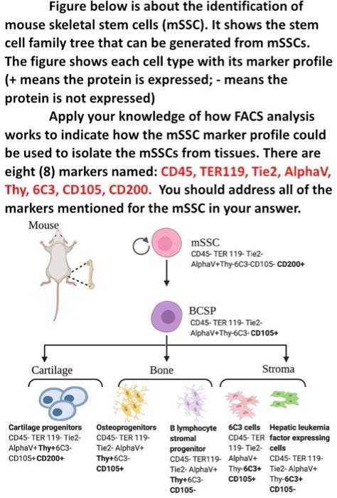 Solved Figure below is about the identification of mouse | Chegg.com