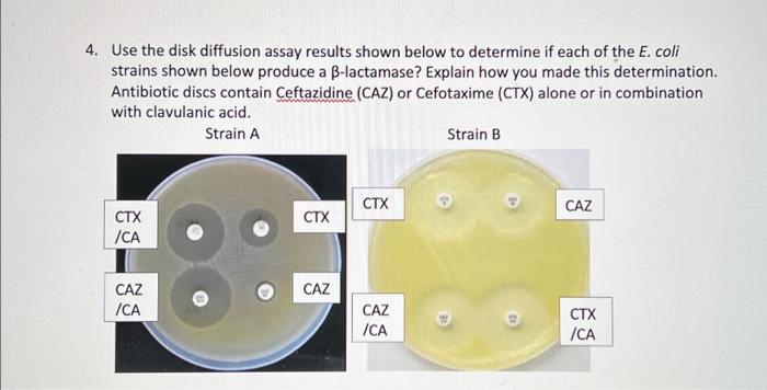 Solved 4. Use the disk diffusion assay results shown below | Chegg.com