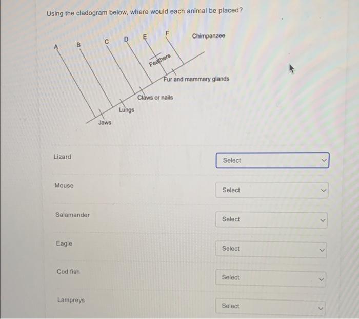 Solved Using the cladogram below, where would each animal be | Chegg.com