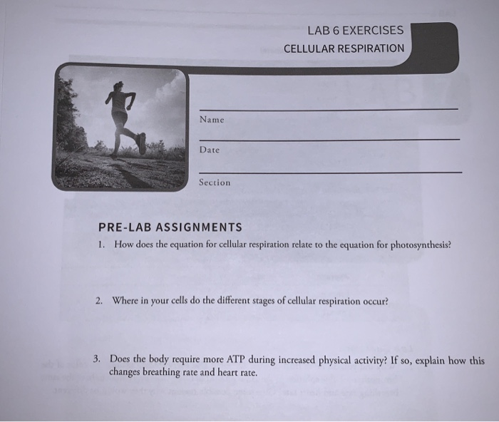 Solved LAB 6 EXERCISES CELLULAR RESPIRATION Name Date | Chegg.com