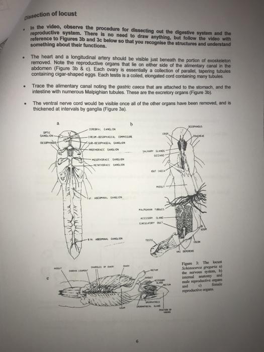 Solved Dissection of locust In the video, observe the | Chegg.com