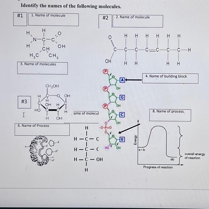 Solved Identify the names of the following molecules. 1. | Chegg.com