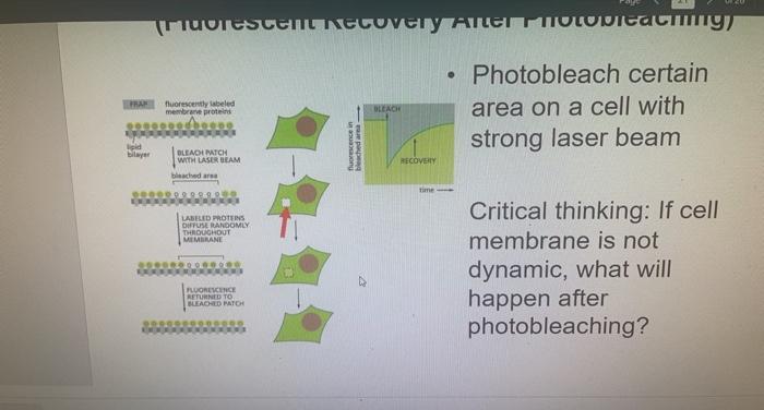 Solved If the membrane is not dynamic (figure 11-30), how | Chegg.com