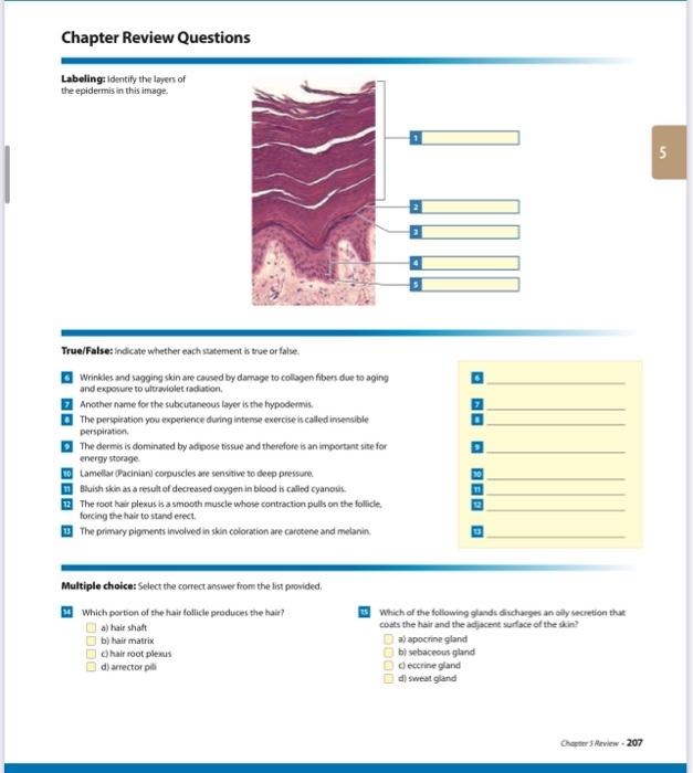 Solved Chapter Review Questions Labeling identify the layers | Chegg.com