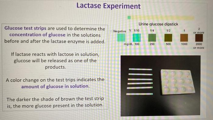 Solved Lactase Experiment This experiment we will test the | Chegg.com