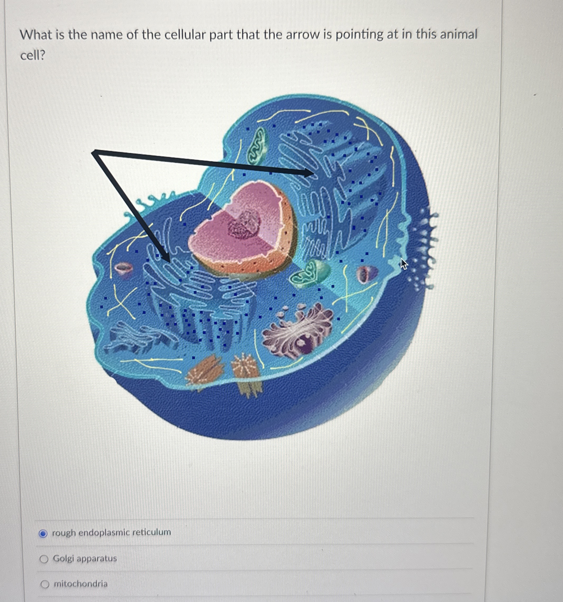 Solved What is the name of the cellular part that the arrow | Chegg.com