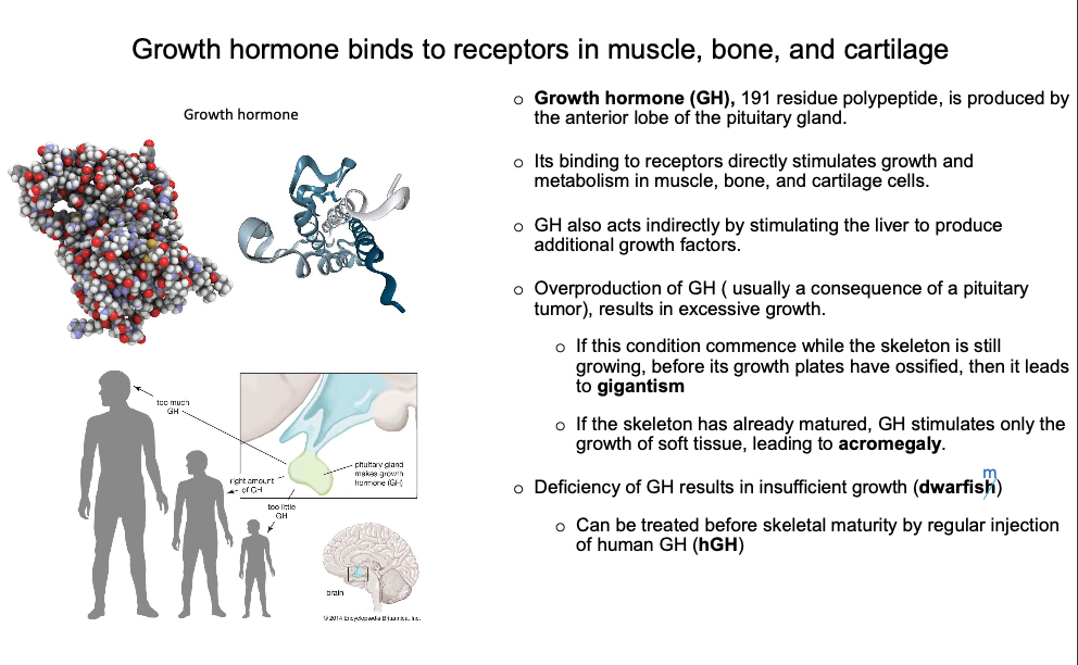 Solved Growth hormone binds to receptors in muscle, bone, | Chegg.com