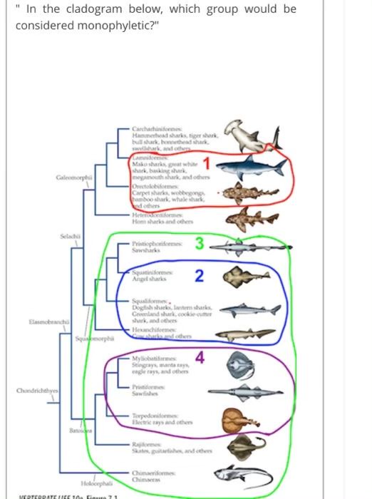 Solved "In the cladogram below, which group would be | Chegg.com