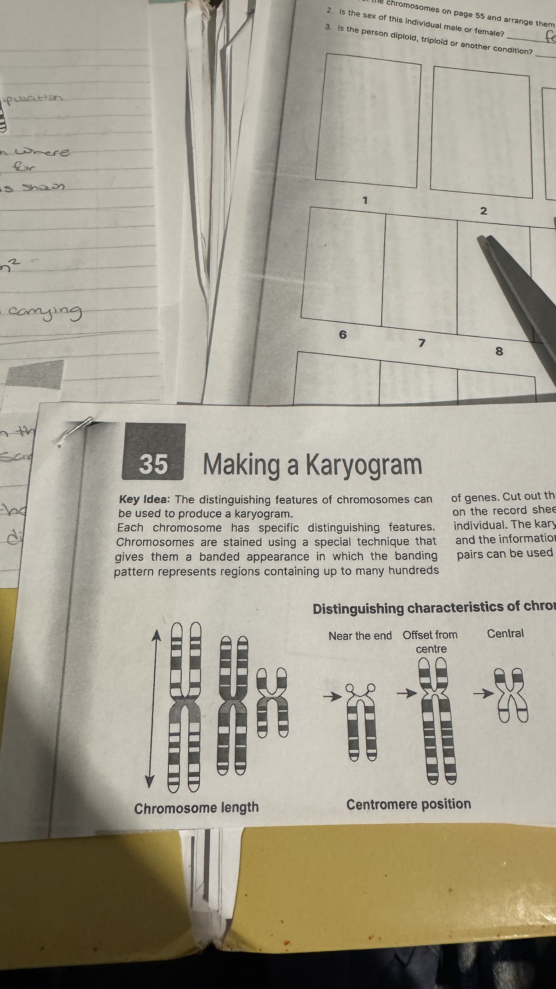 Solved 35 ﻿Making a Karyogram Key Idea: The distinguishing | Chegg.com