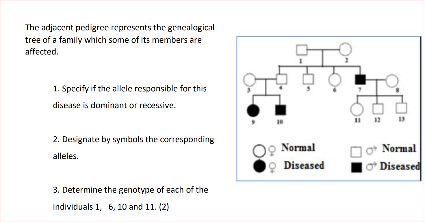 Solved The adjacent pedigree represents the genealogical | Chegg.com