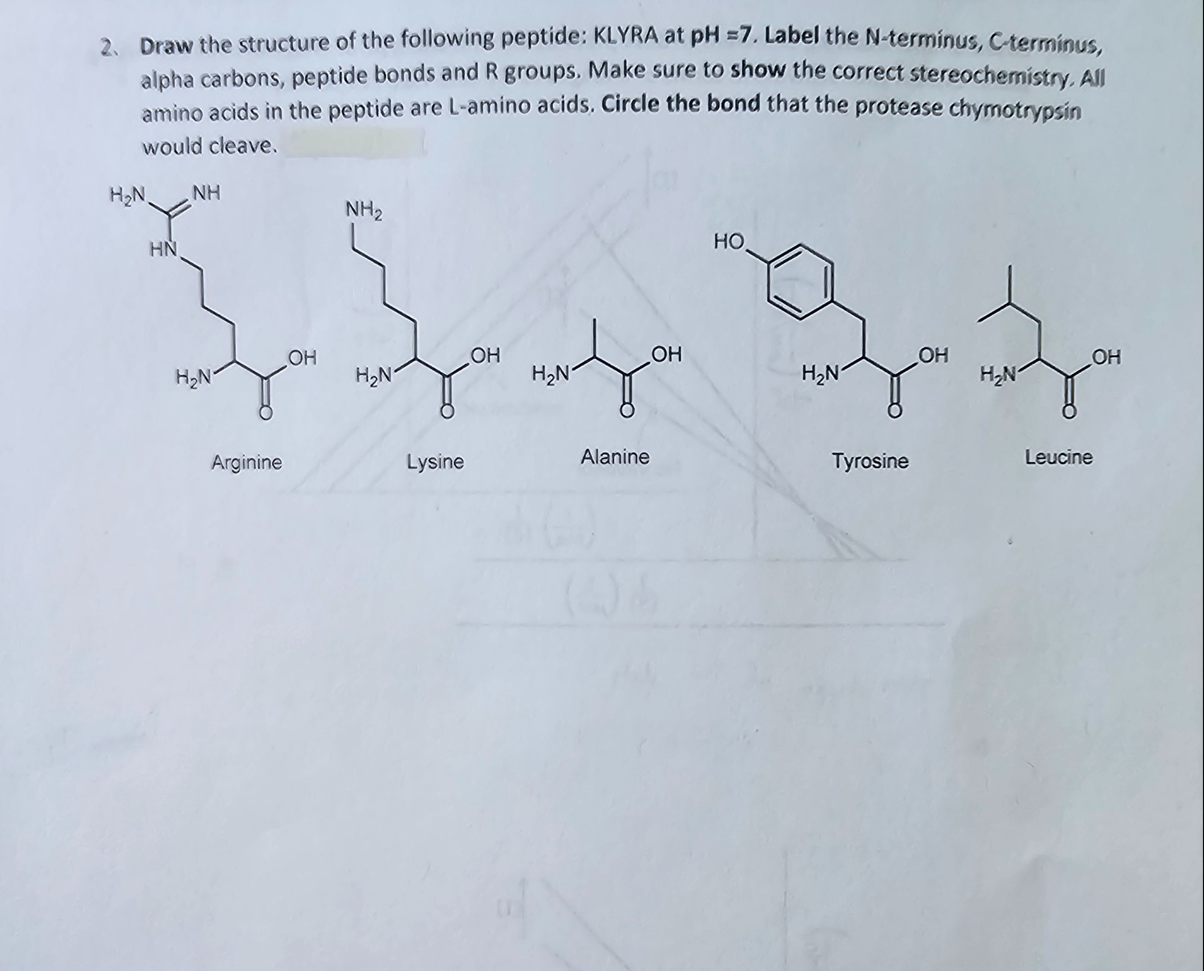 Solved Draw the structure of the following peptide: KLYRA at | Chegg.com