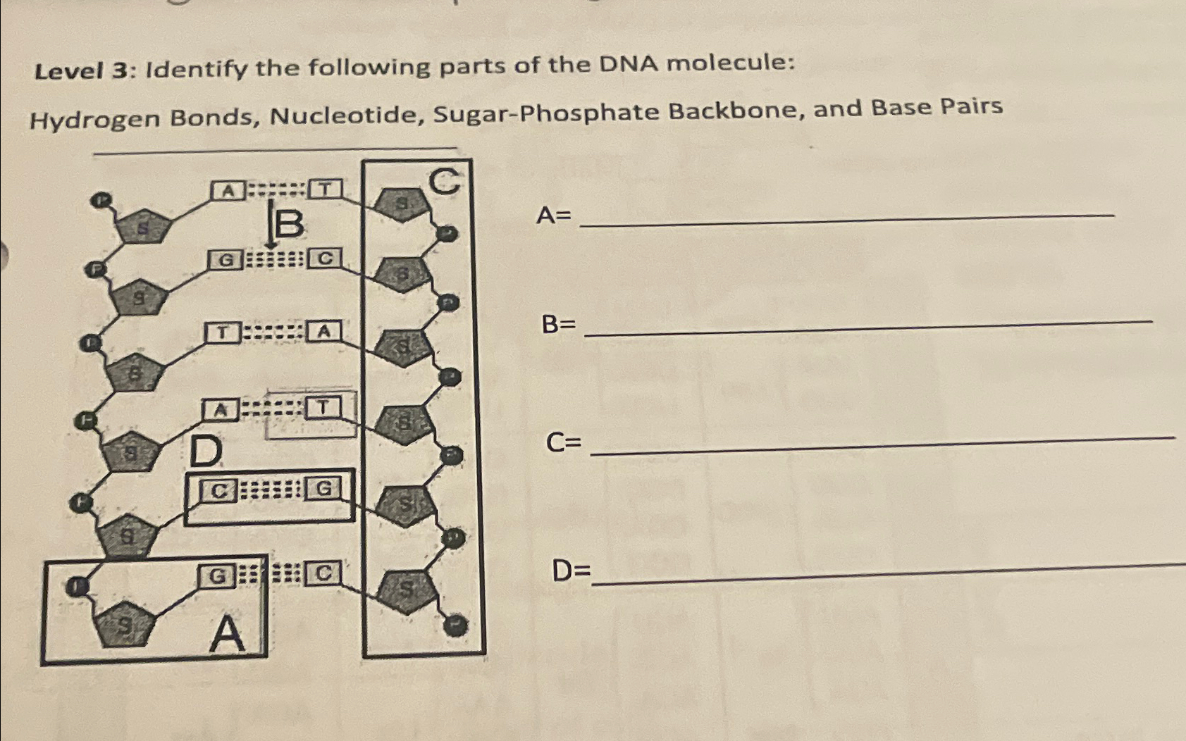 Solved Level 3: Identify the following parts of the DNA | Chegg.com