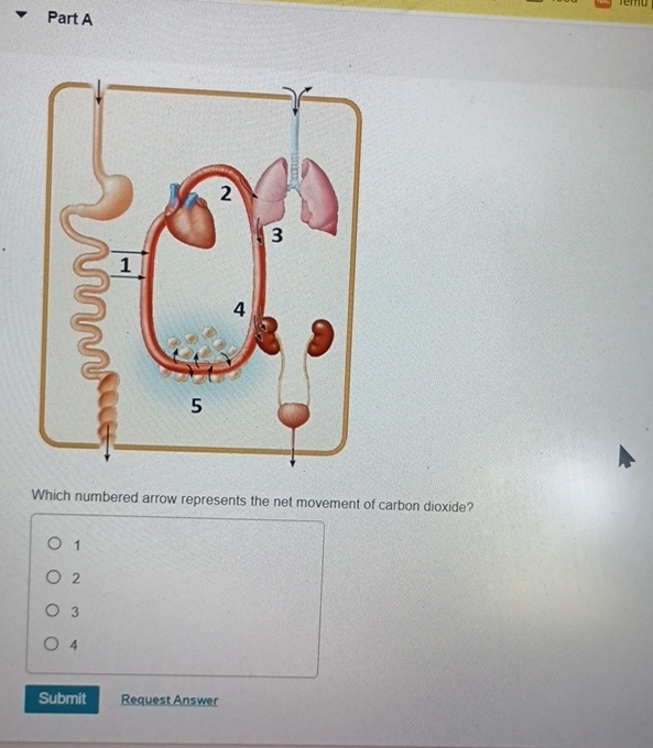 Solved Part AWhich numbered arrow represents the net | Chegg.com