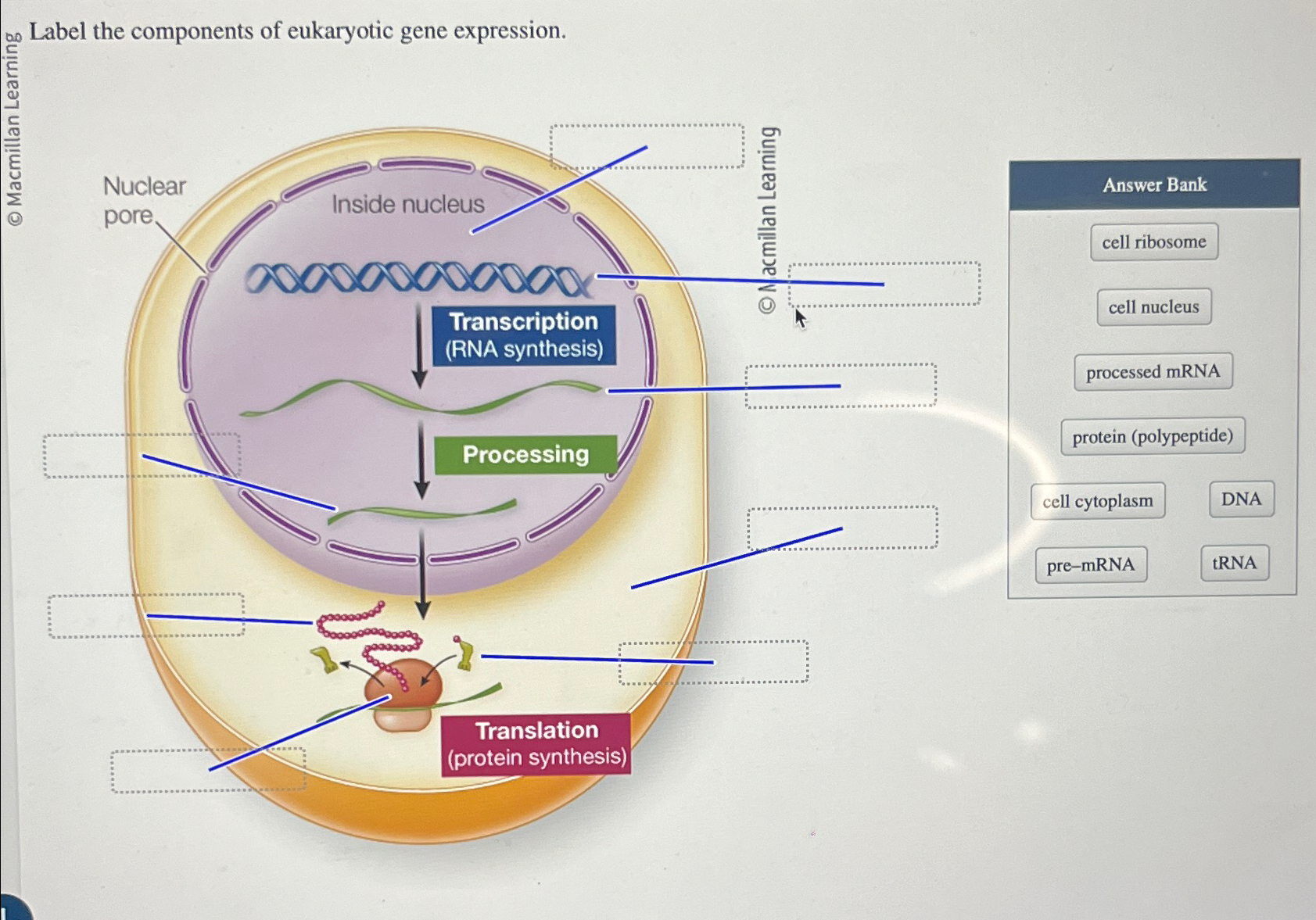 Solved Label the components of eukaryotic gene | Chegg.com