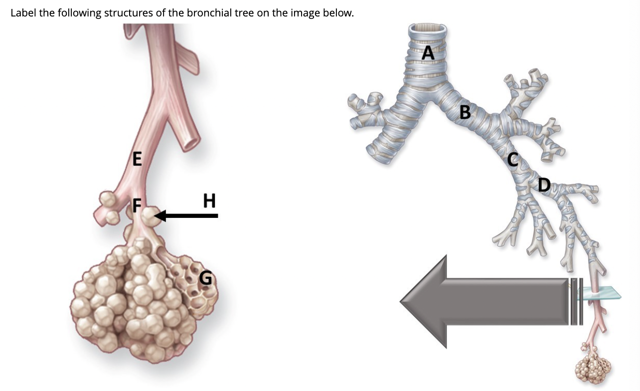 Solved Label the following structures of the bronchial tree | Chegg.com