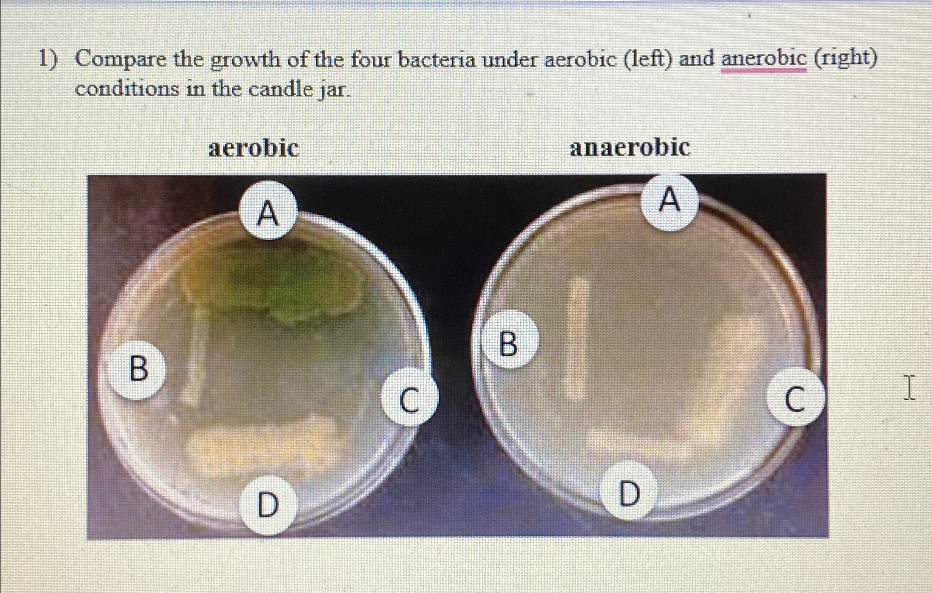 Solved Compare the growth of the four bacteria under aerobic | Chegg.com
