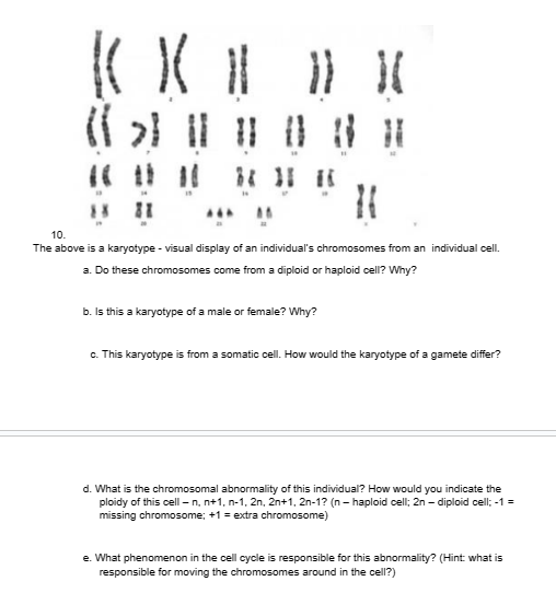 Solved The above is a karyotype - ﻿visual display of an | Chegg.com