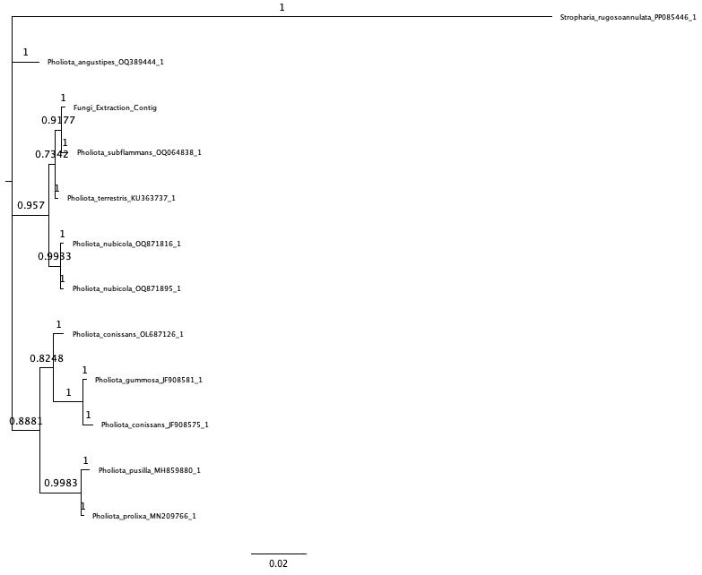 Solved Based on this phylogenetic tree I made, I have a | Chegg.com
