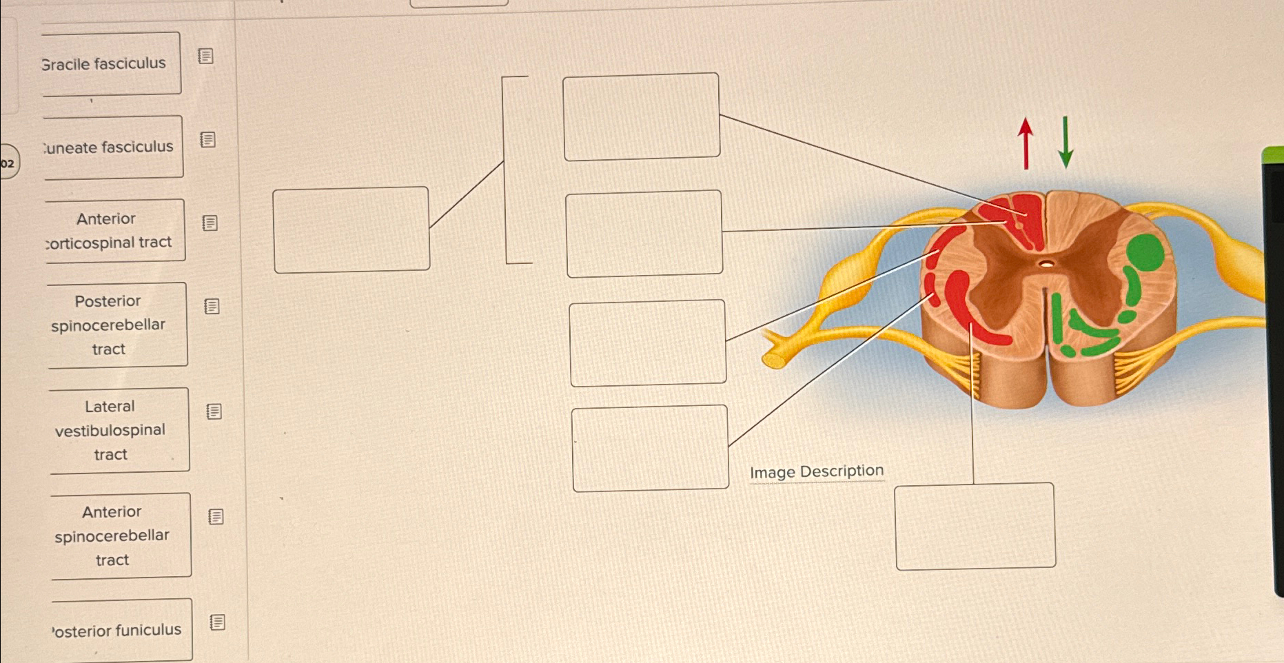 Solved 02Gracile fasciculusq, 1uneate fasciculusq,Anterior | Chegg.com