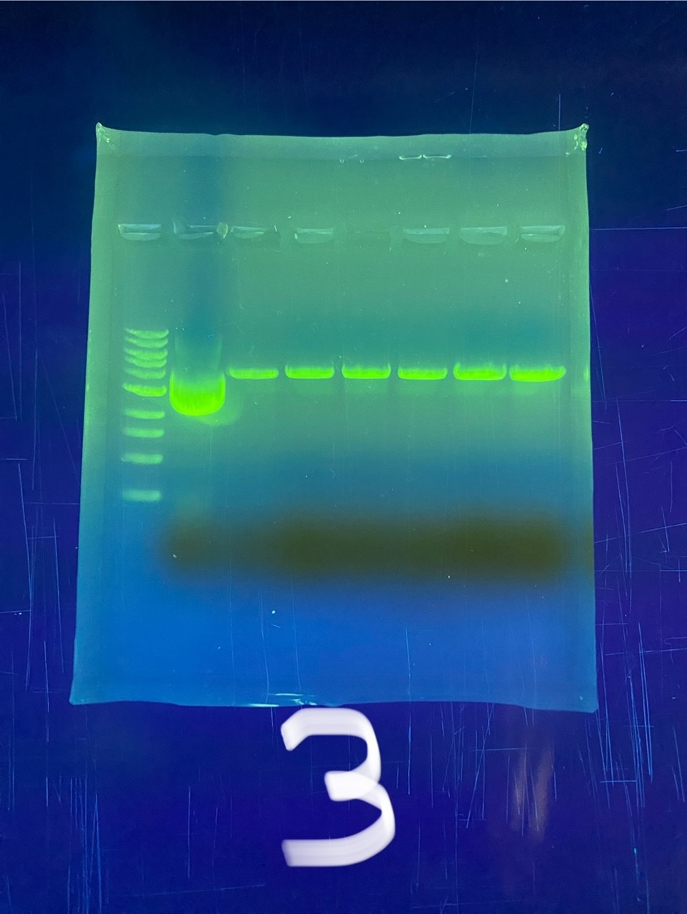 How do i interpret this plasmid DNA gel | Chegg.com