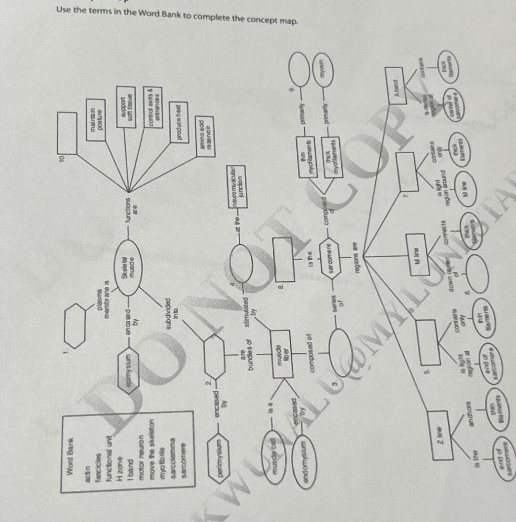 Solved Use the terms in the Word Bank to complete the | Chegg.com