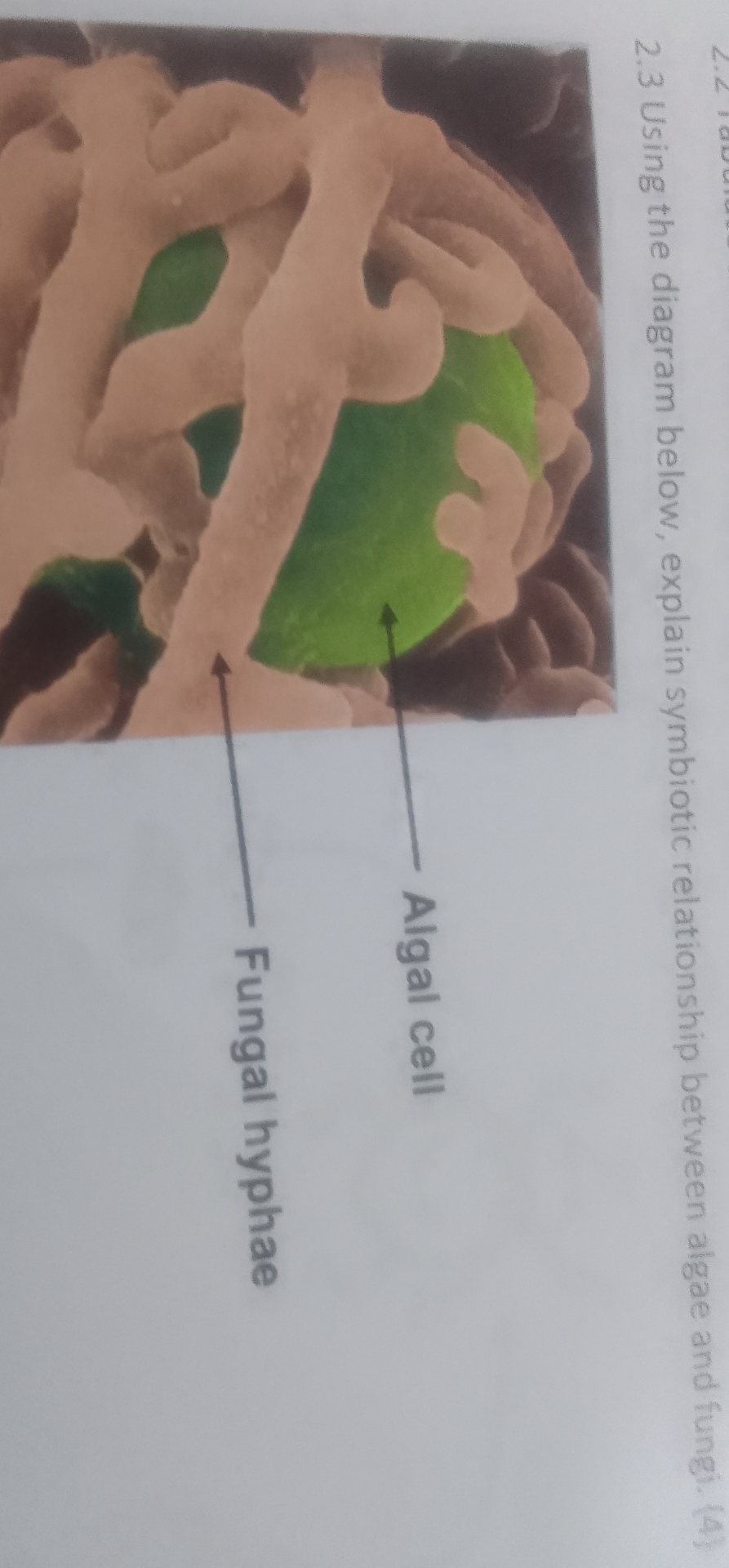 Solved 2.3 ﻿Using the diagram below, explain symbiotic | Chegg.com