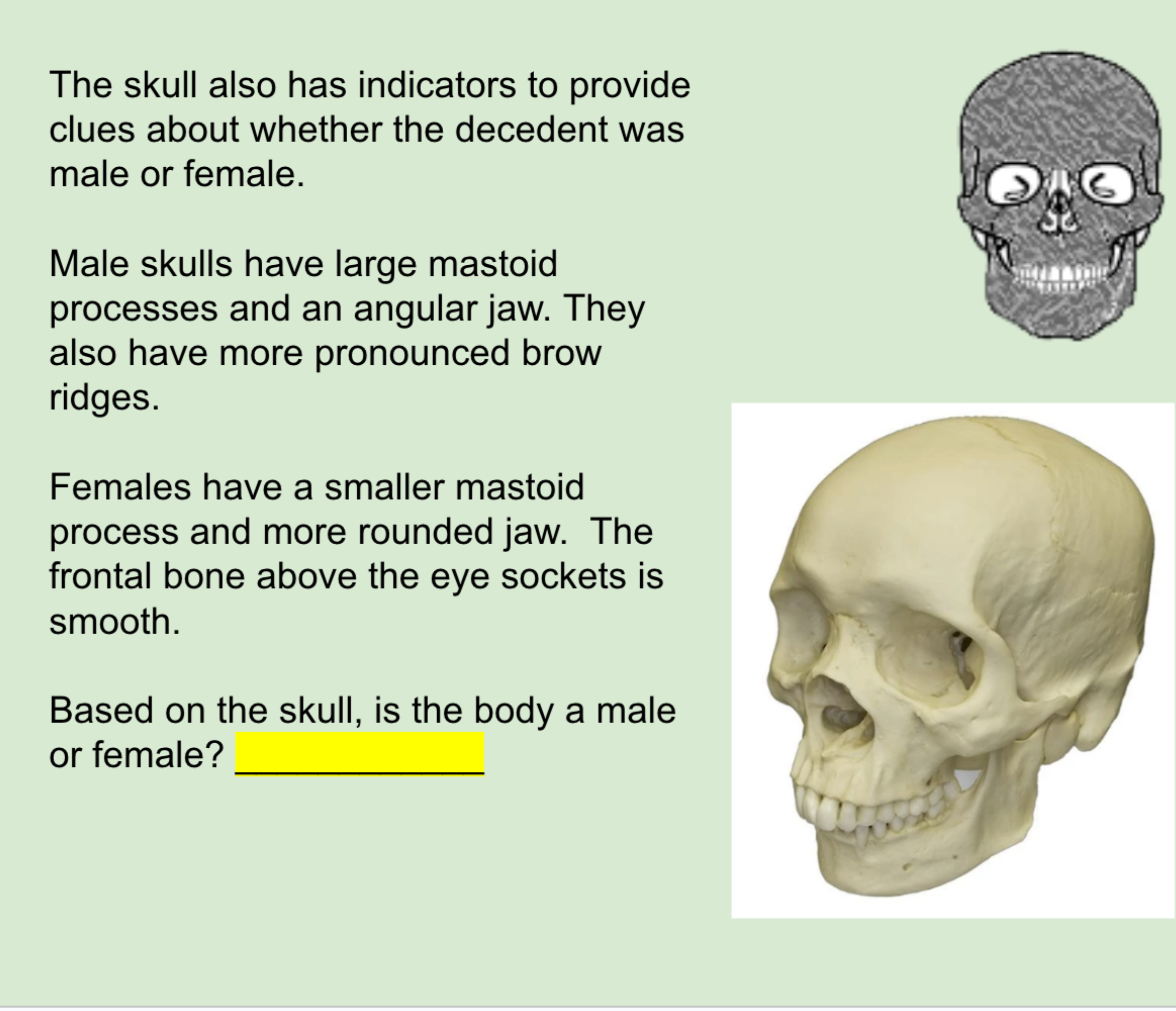 Solved The skull also has indicators to provide clues about | Chegg.com