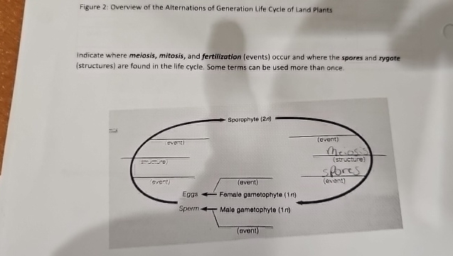Solved Figure 2: Overview of the Alternations of Generation | Chegg.com