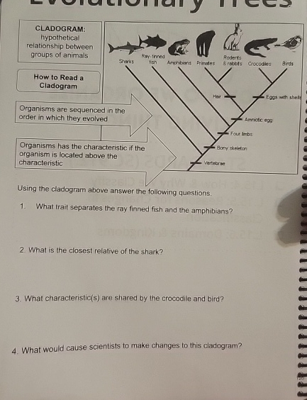 Solved Explain how to solve Using the cladogram above answer | Chegg.com