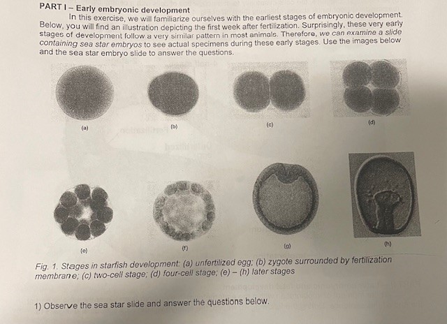 PART I-Early embryonic developmentIn this exercise, | Chegg.com
