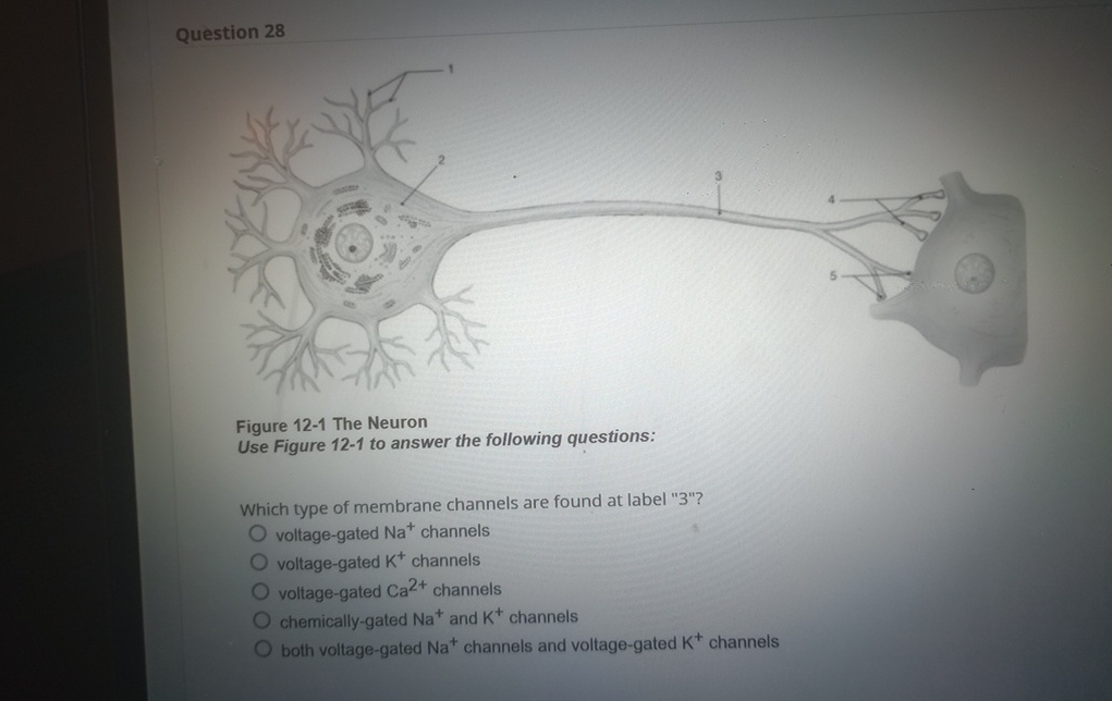 Solved Question 28 ﻿Figure 12-1 ﻿The Neuron Use Figure 12-1 | Chegg.com