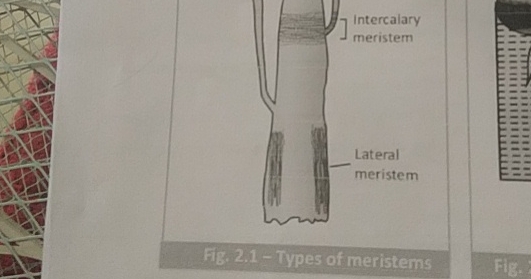 Solved Intercalary meristem Lateral meristem Fg. 2.1 - | Chegg.com