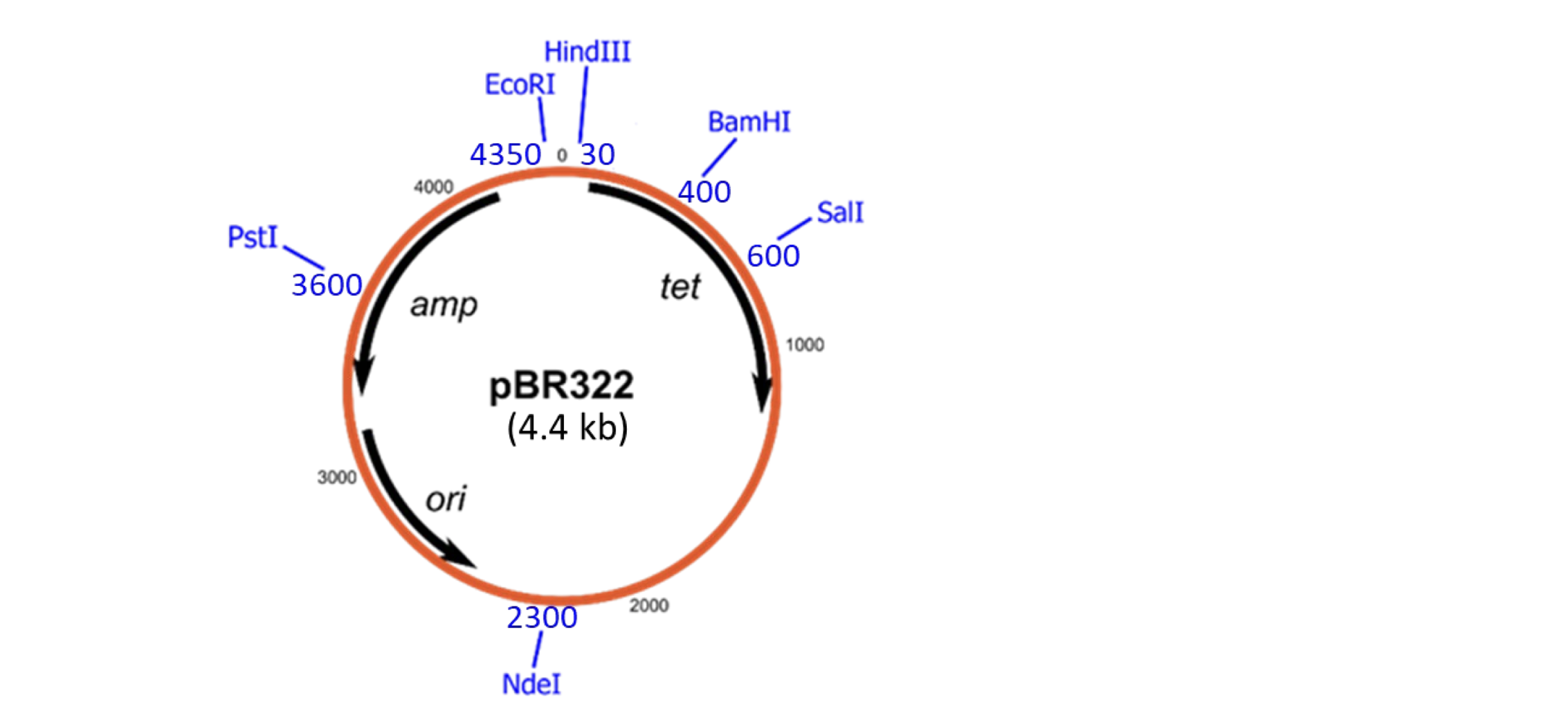 Solved Consider the cloning plasmid pBR322 (4400 ﻿bp) | Chegg.com