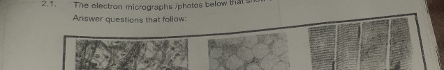 Solved 2.1. ﻿The electron micrographs /photos below that | Chegg.com