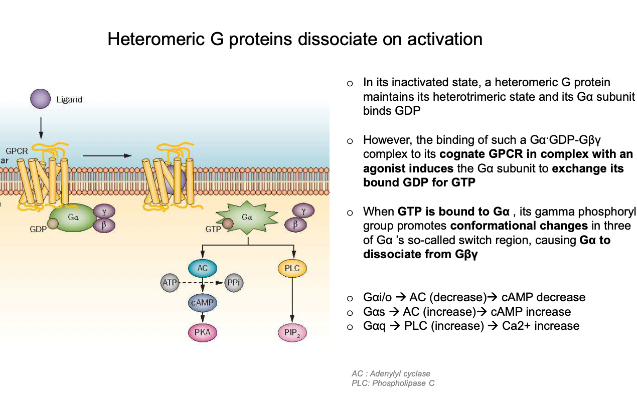 Solved code class="asciimath">Heteromeric G proteins | Chegg.com