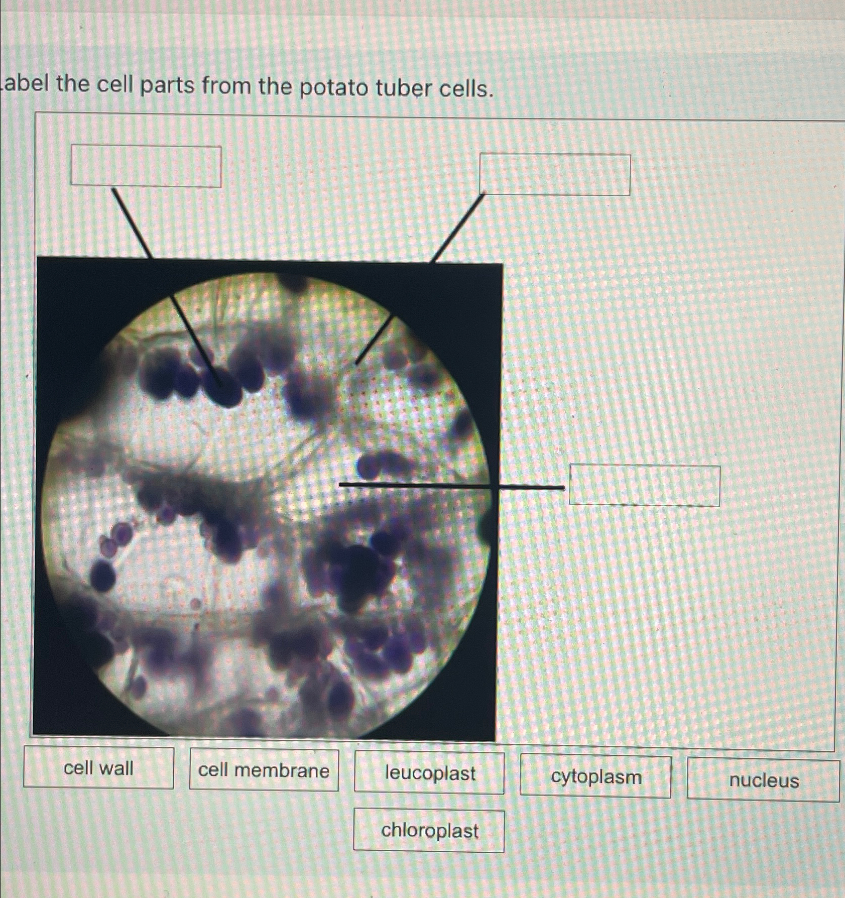 Solved abel the cell parts from the potato tuber cells.cell | Chegg.com