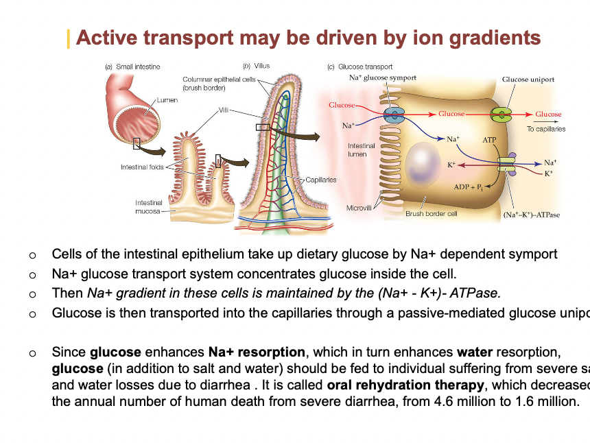 Solved Active transport may be driven by ion gradients Cells | Chegg.com