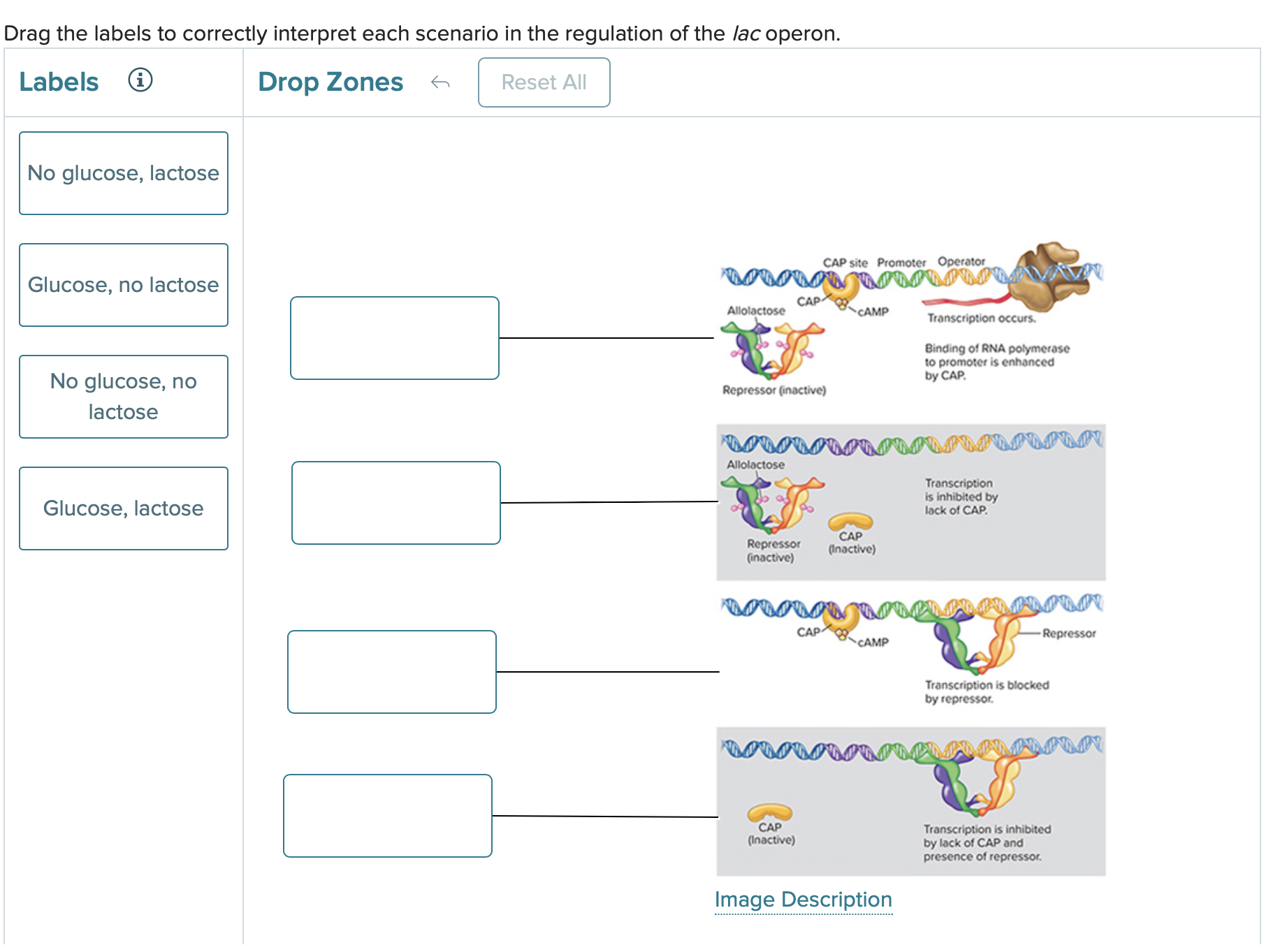 Solved Drag the labels to correctly interpret each scenario | Chegg.com