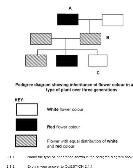 Solved A C Pedigree diagram showing inheritance of flower | Chegg.com