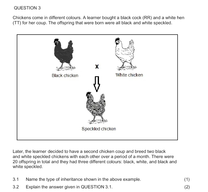 Solved QUESTION 3 ﻿Chickens come in different colours. A | Chegg.com