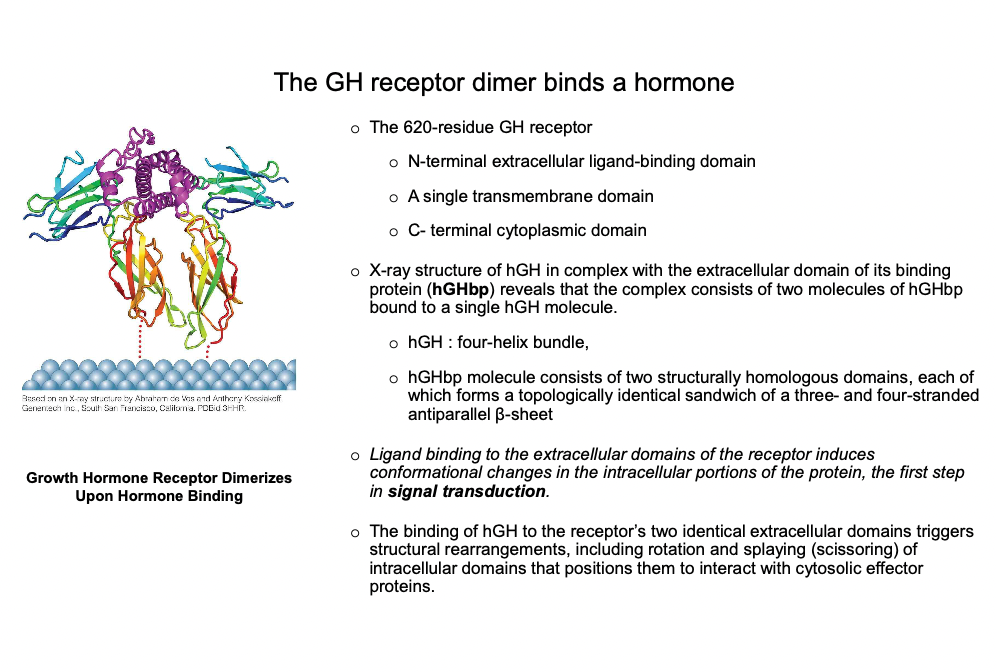 Solved The GH receptor dimer binds a hormone - ﻿The | Chegg.com
