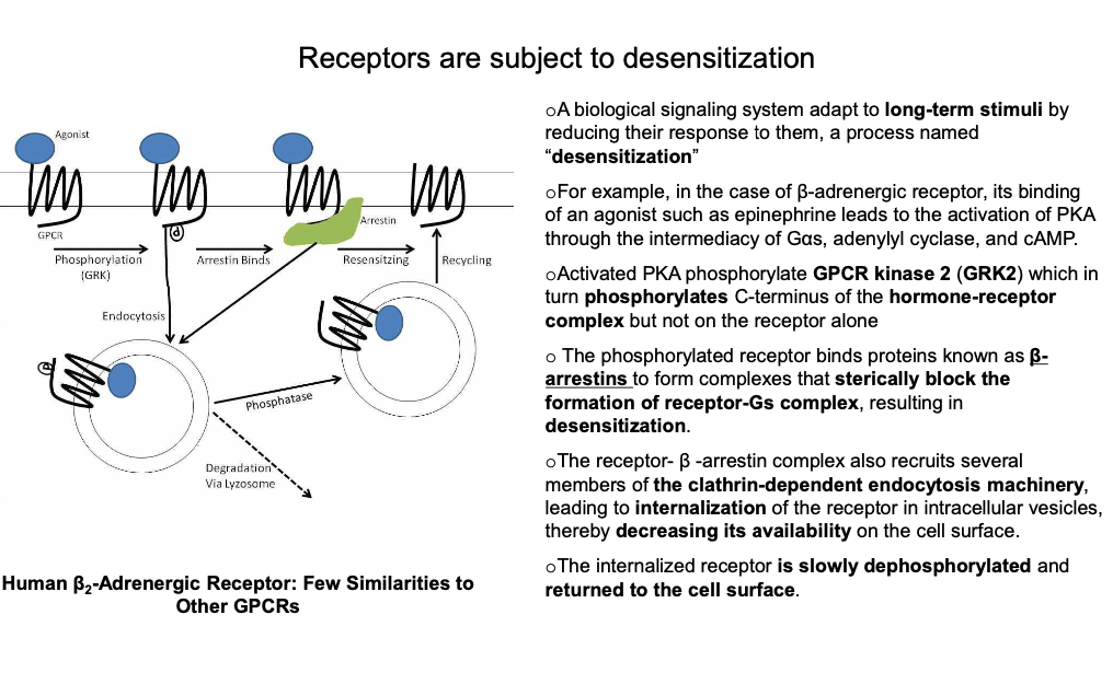 Solved Receptors are subject to desensitization Human | Chegg.com