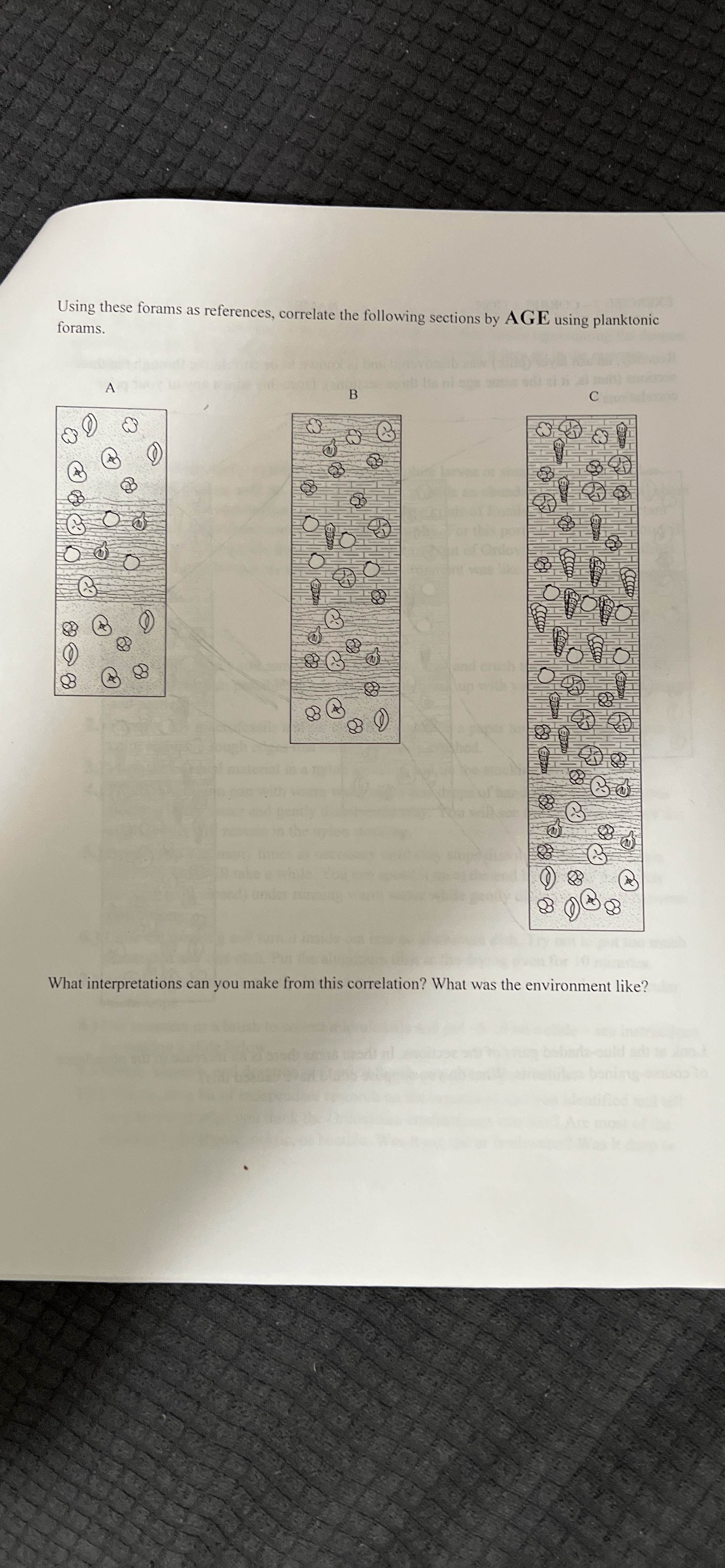 Solved Using these forams as references, correlate the | Chegg.com