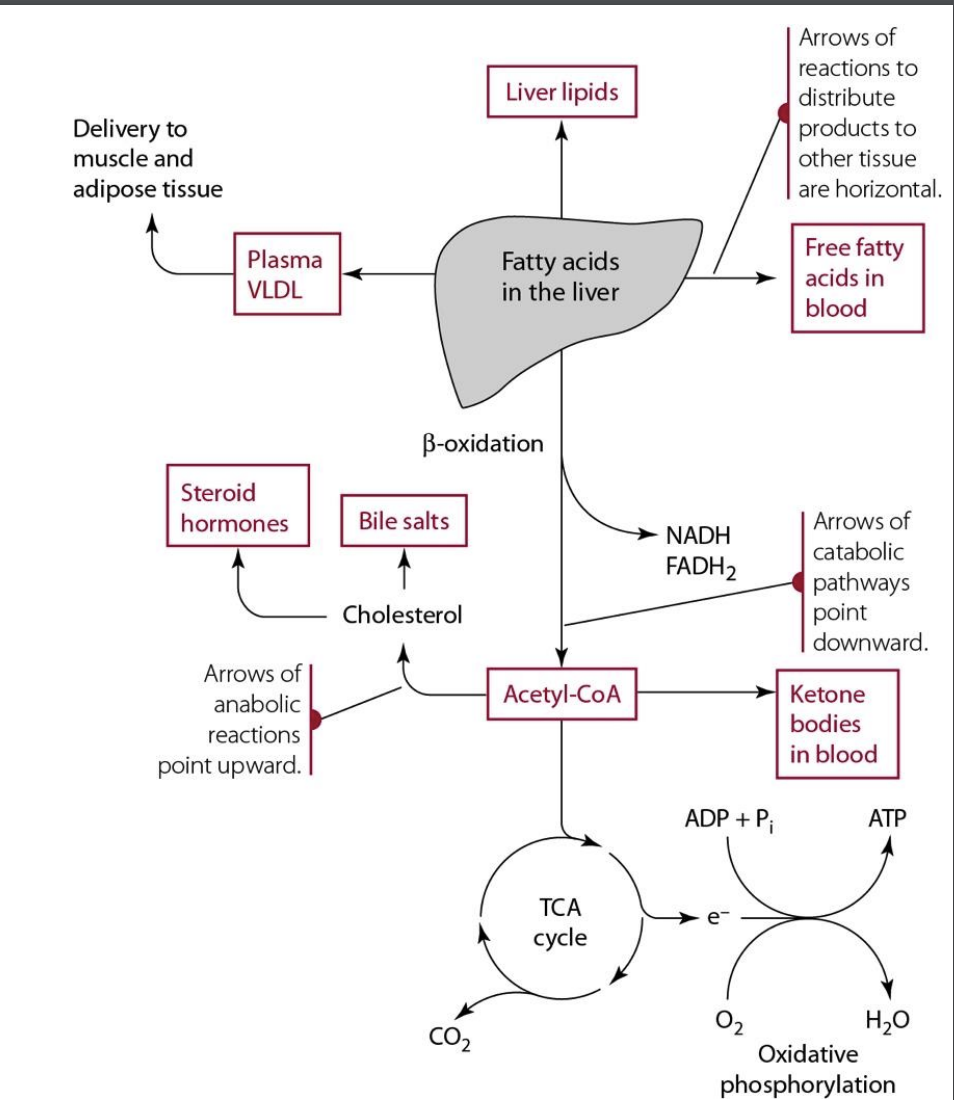 Solved please explain the below diagram with great detail in | Chegg.com