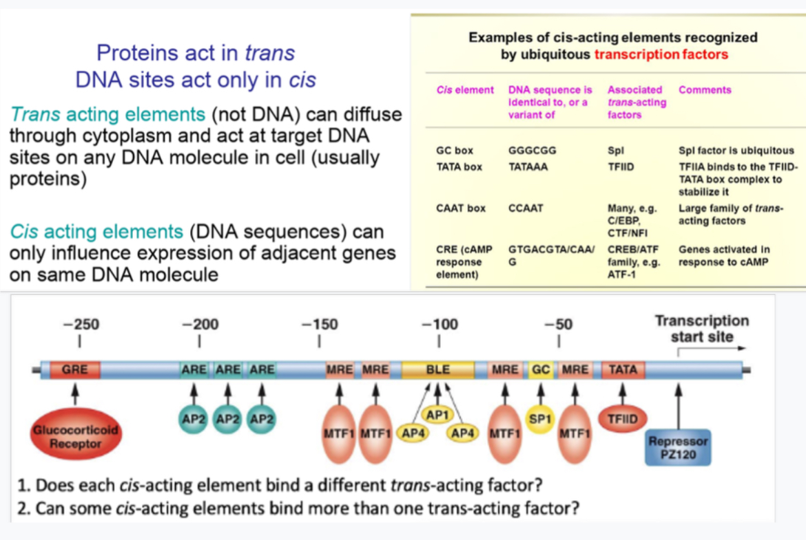 Solved Proteins act in trans DNA sites act only in cis Trans | Chegg.com