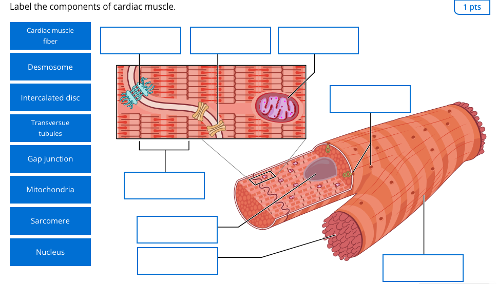 Solved Label the components of cardiac muscle. | Chegg.com