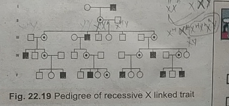 Solved Fig. 22.19 ﻿Pedigree of recessive x ﻿linked trait | Chegg.com