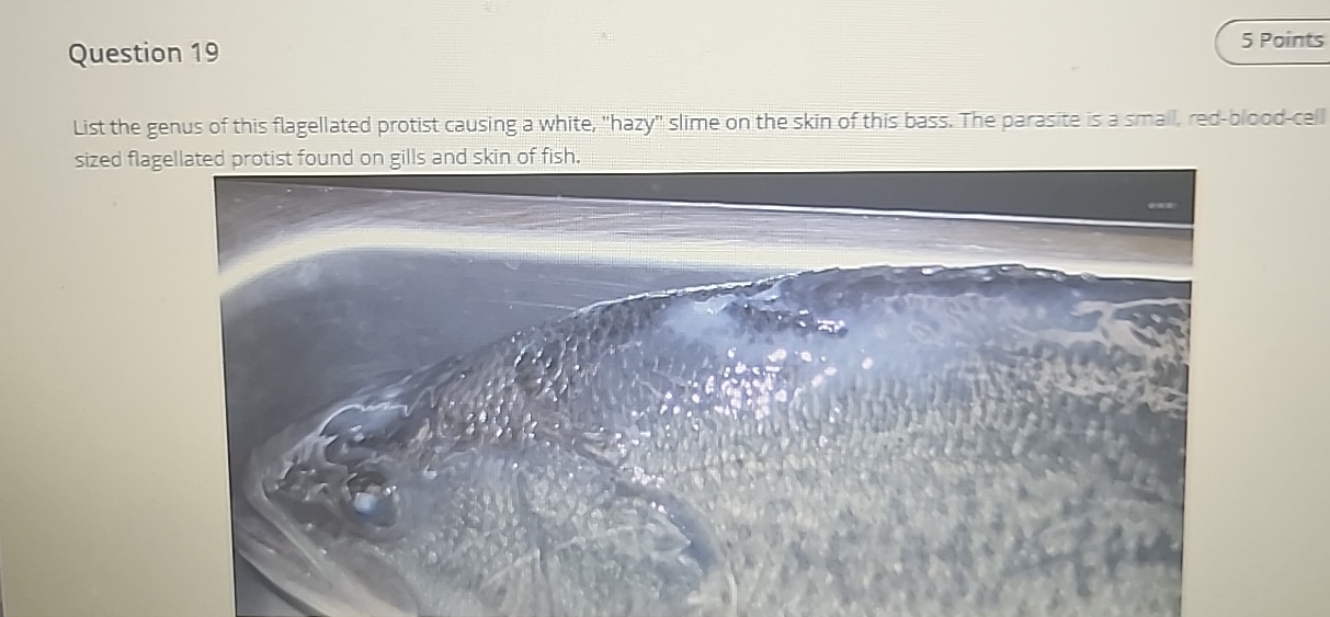 Solved Question 19 ﻿List the genus of this flagellated | Chegg.com